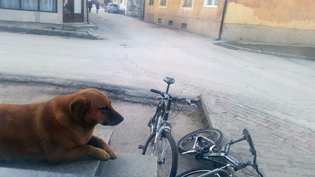 Razija Buharalija: Fojnički, čaršijski pas PUJDO - Fojnica.net